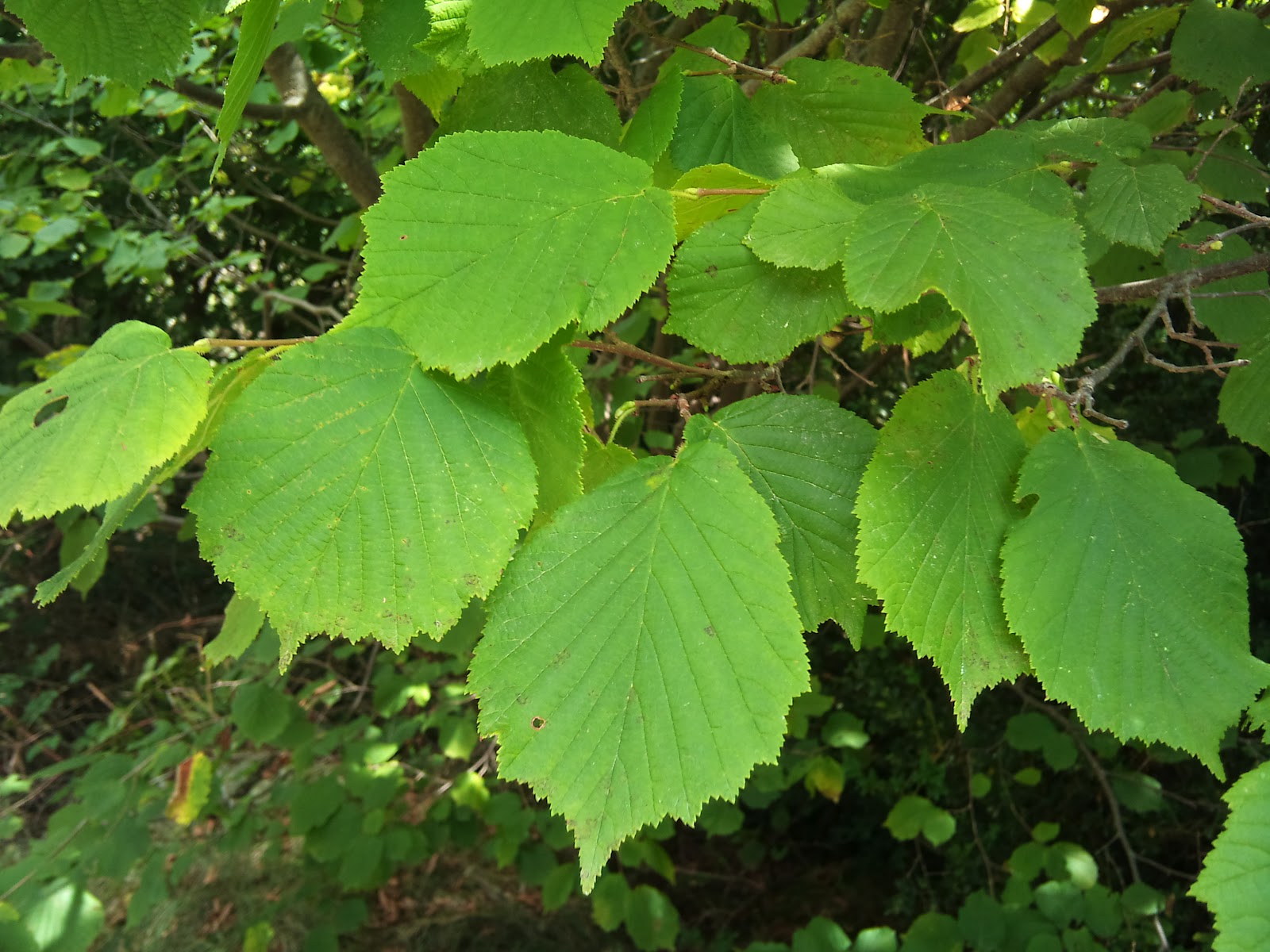 Árboles con alma: Avellano. Avellàner. (Corylus avellano)