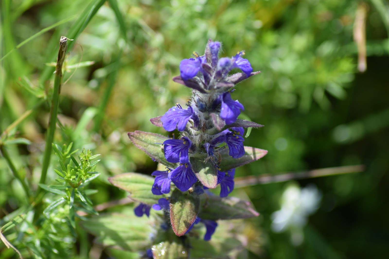 Frumusetile naturii: Suliman (Ajuga genevensis)