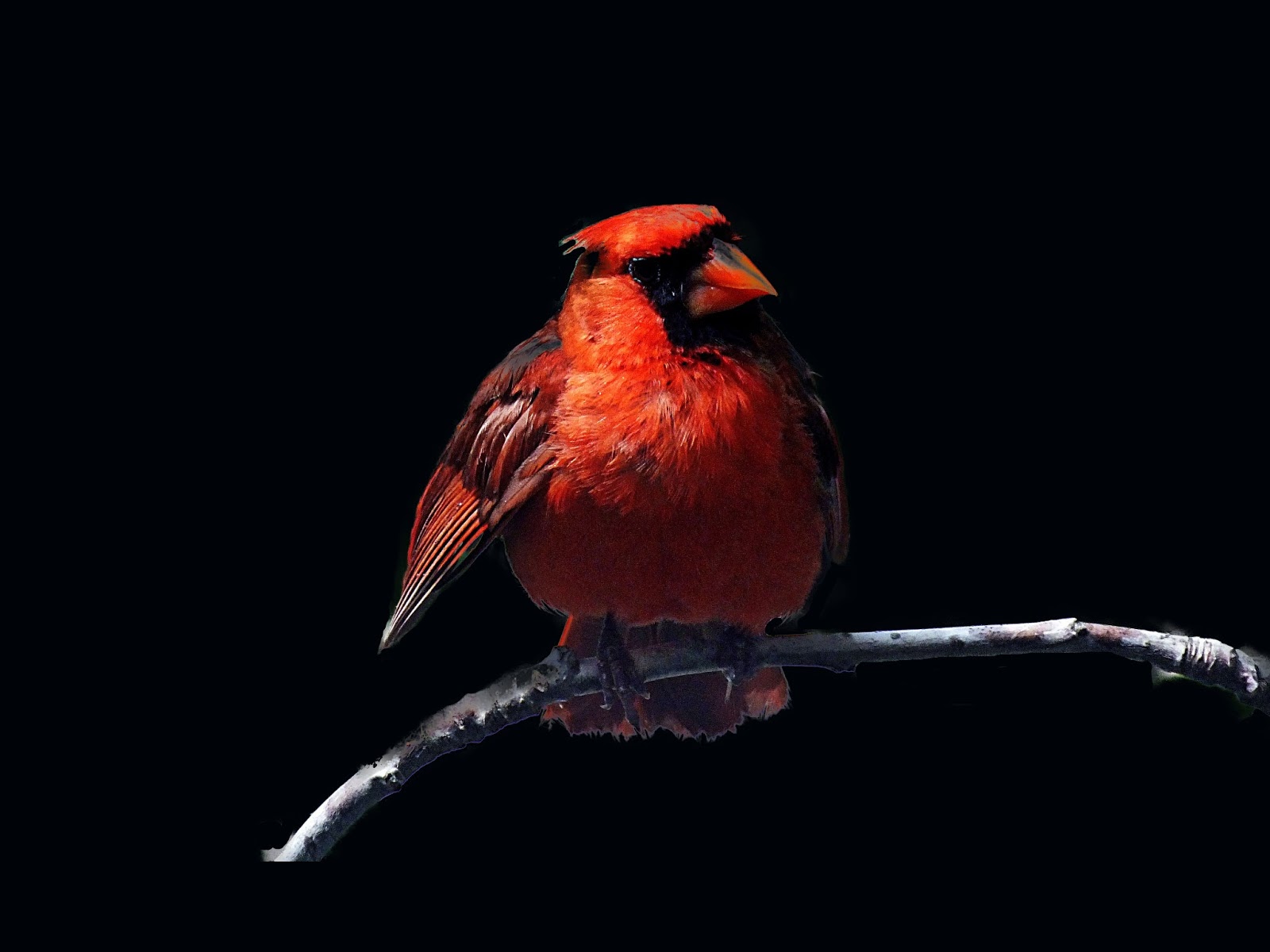 Wildlife Photography: My birds with Photoshop.