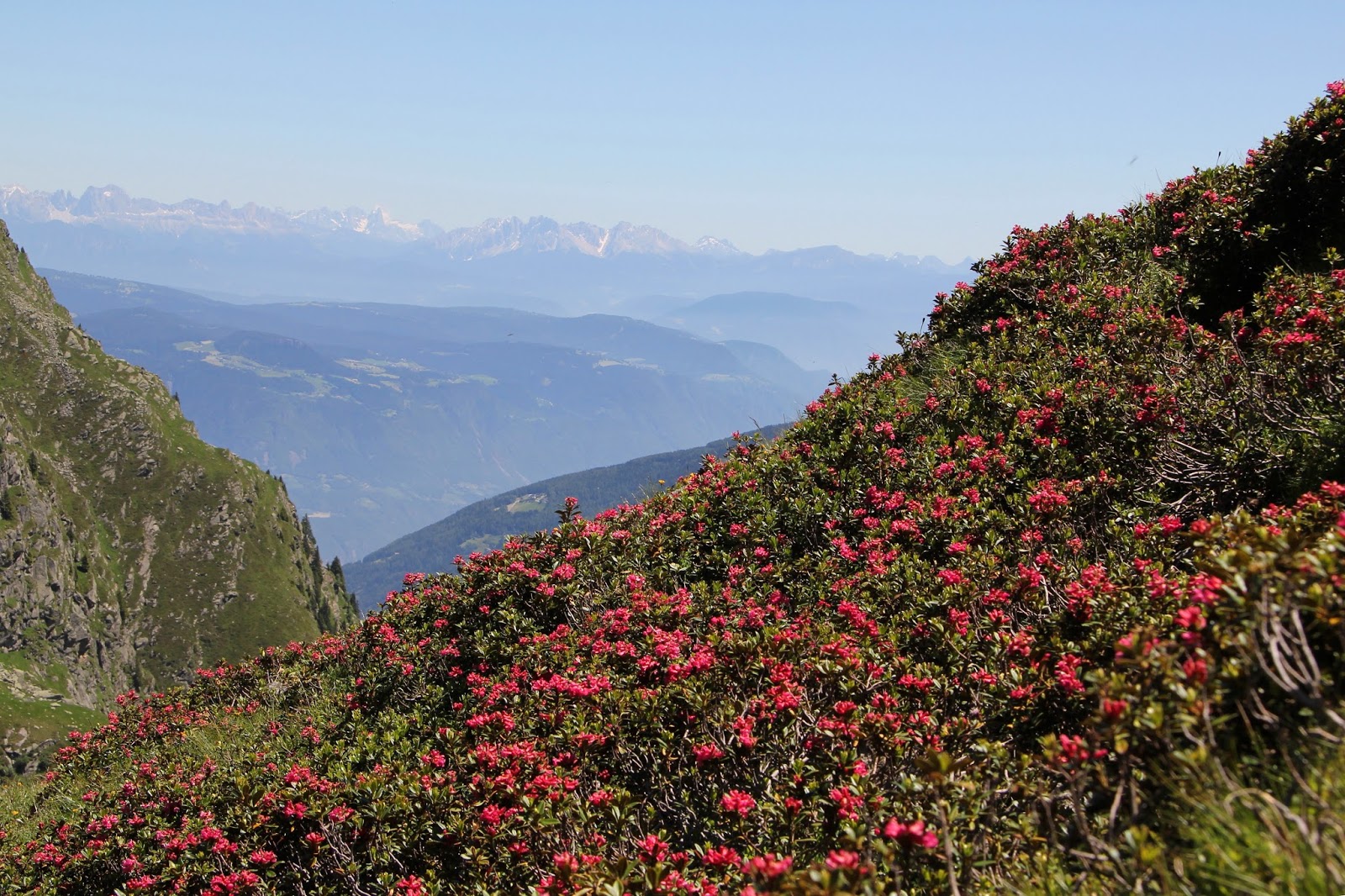 Wasserfall Blog: Die Alpenrose