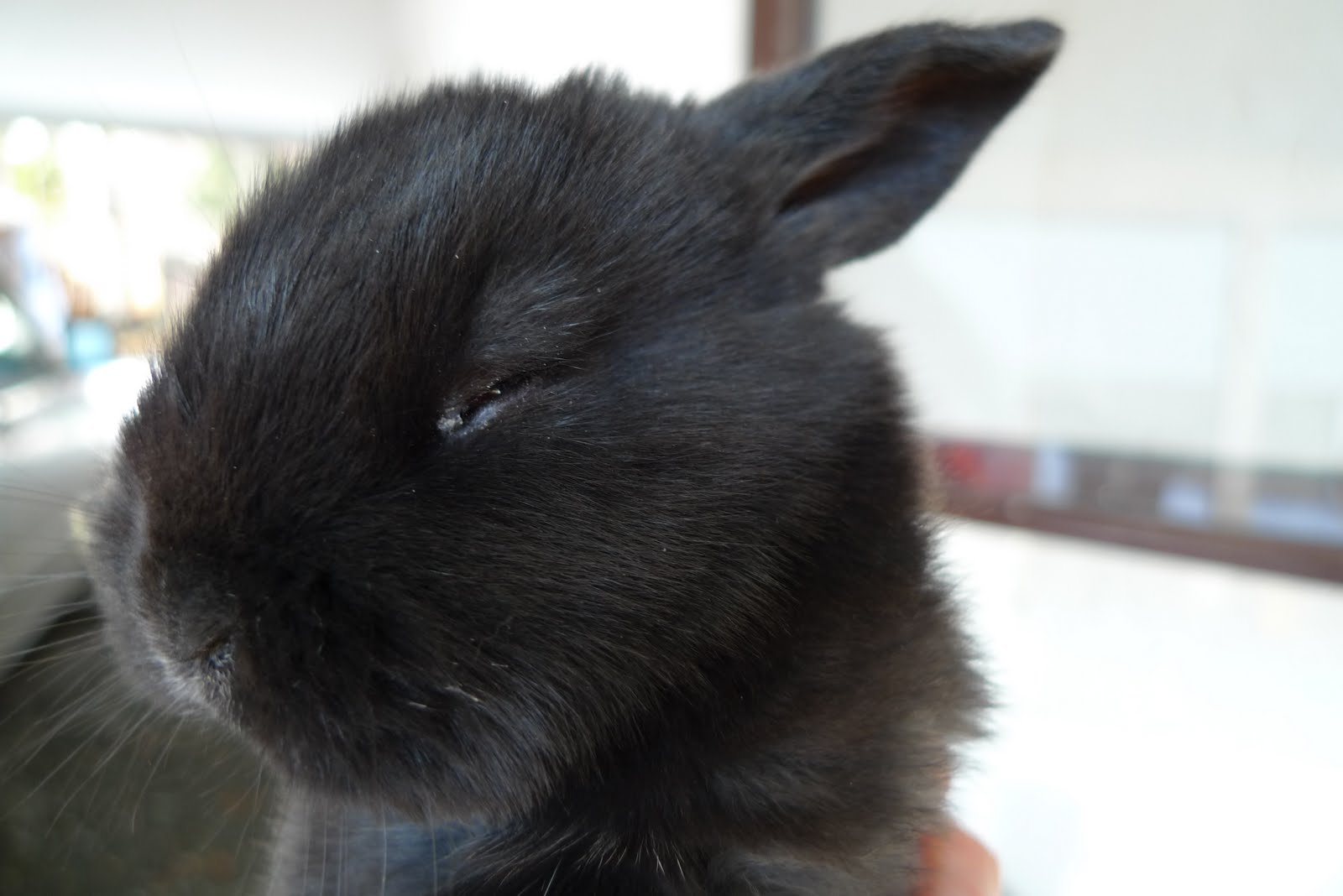 Treating Baby Rabbit Eye Infections - Backwoods Mama