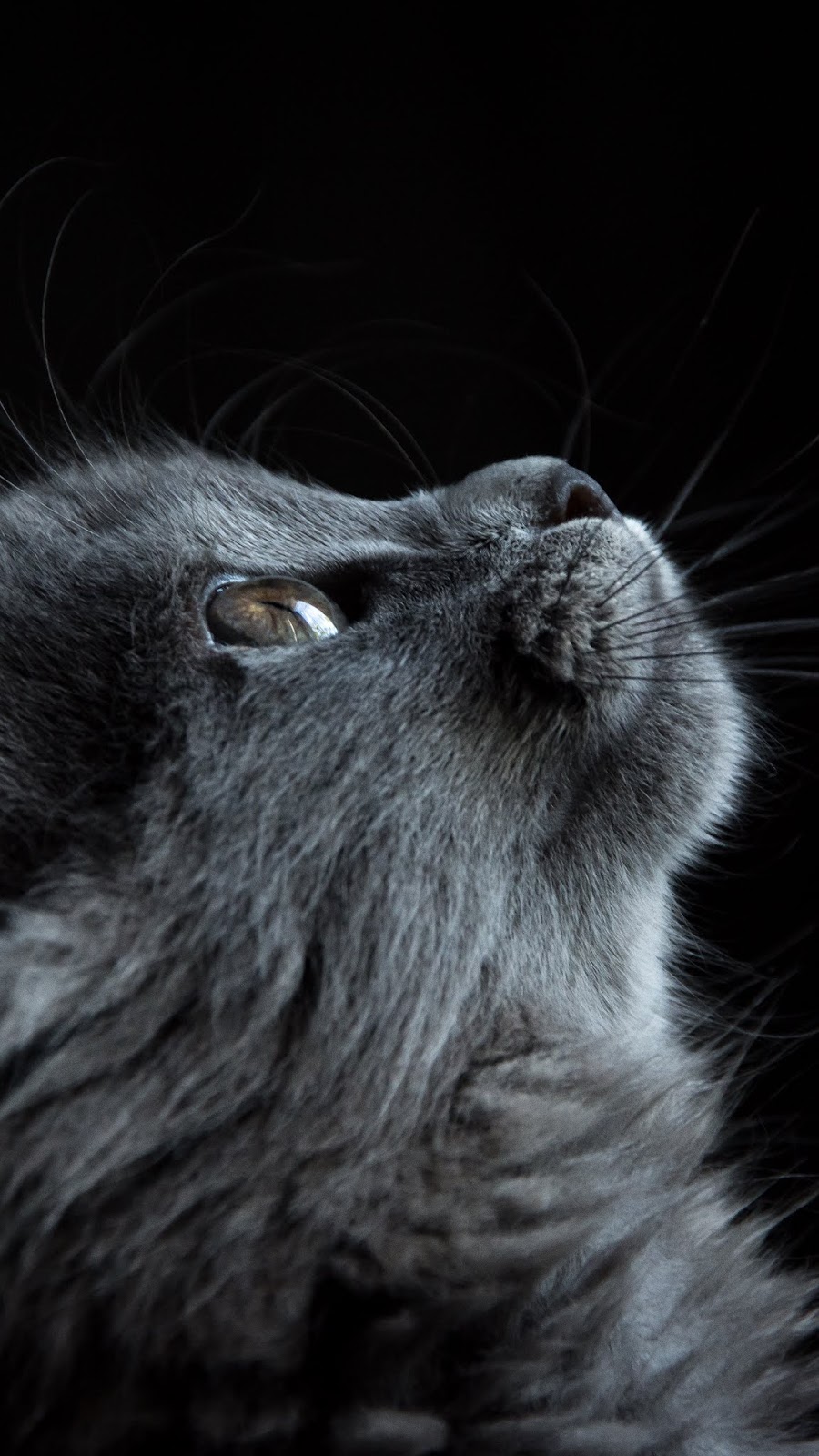 Animals - Black : id 46017 - HD Wallpapers