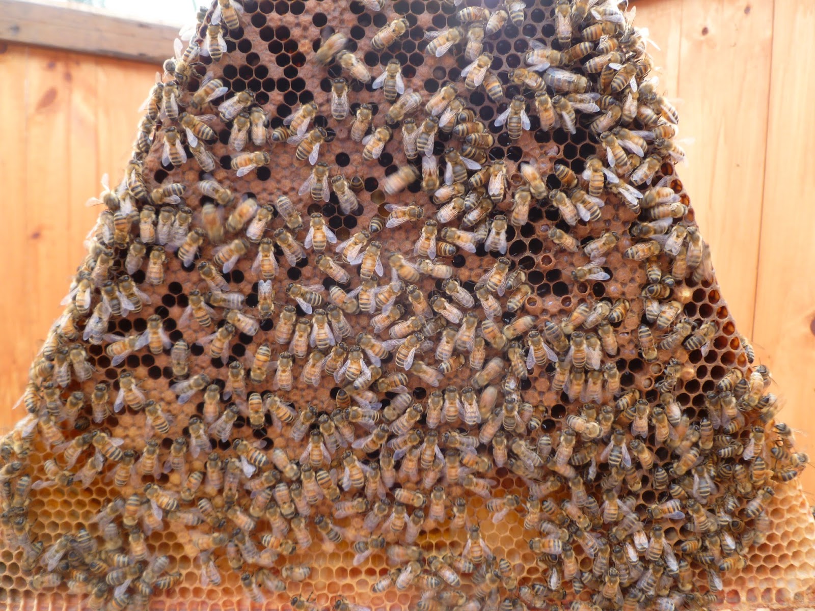 Queen Anne Bees: Spring Buildup And An Early Maple Flow