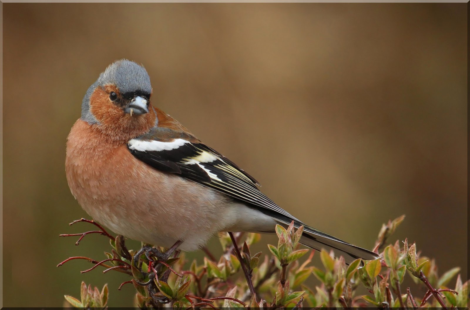 Karis fotoblogg: Alle fugler små de er....