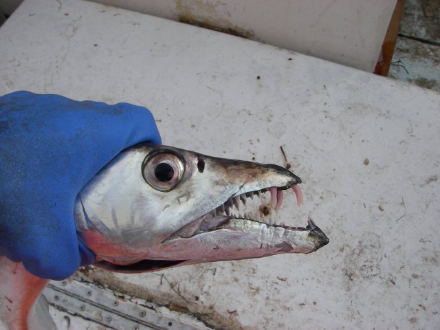 Artes de Pesca: VAMOS A PESCAR EL PEZ SABLE