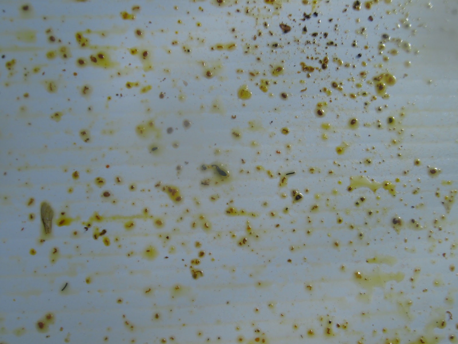 Simply Resourceful: Varroa Mite Checks