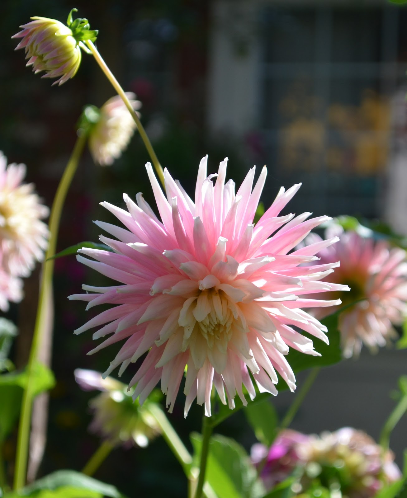 PS Whimsy - Behind the Brush: Dahling Dahlias!