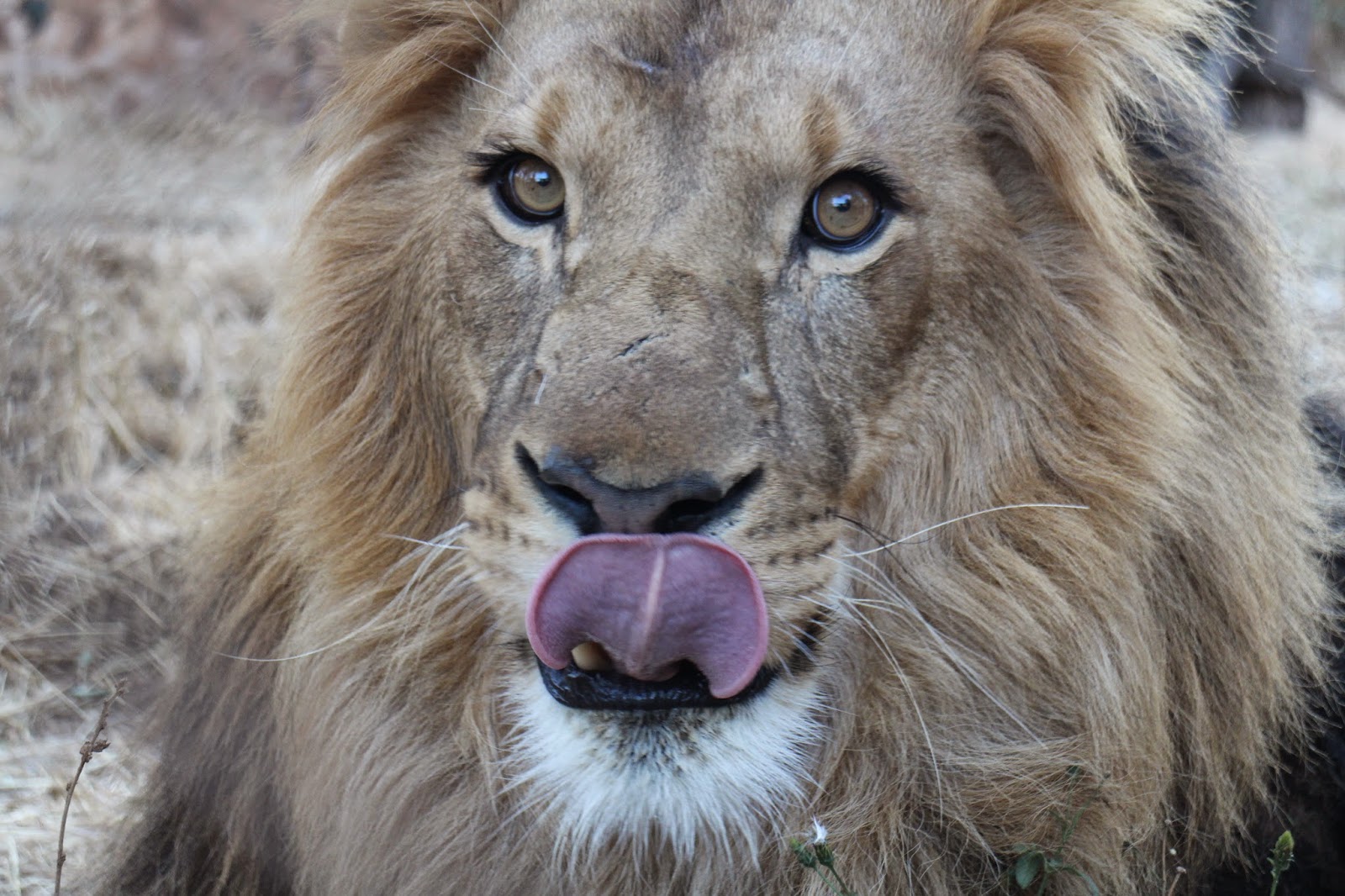 s o r r y m u m and Dante - a lion at Chipangali Wildlife Orphanage ...