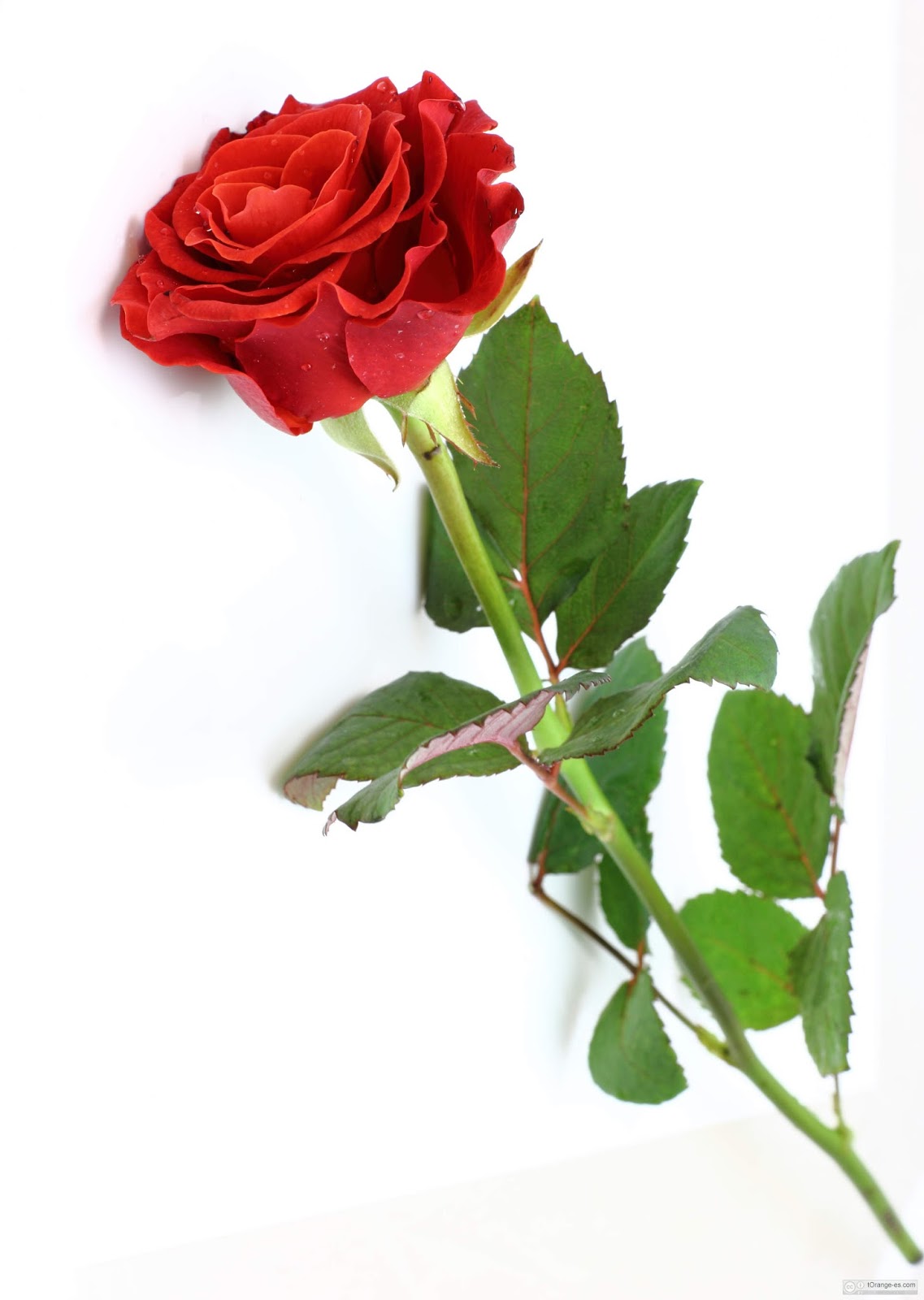 "Serendib": La niña y la rosa