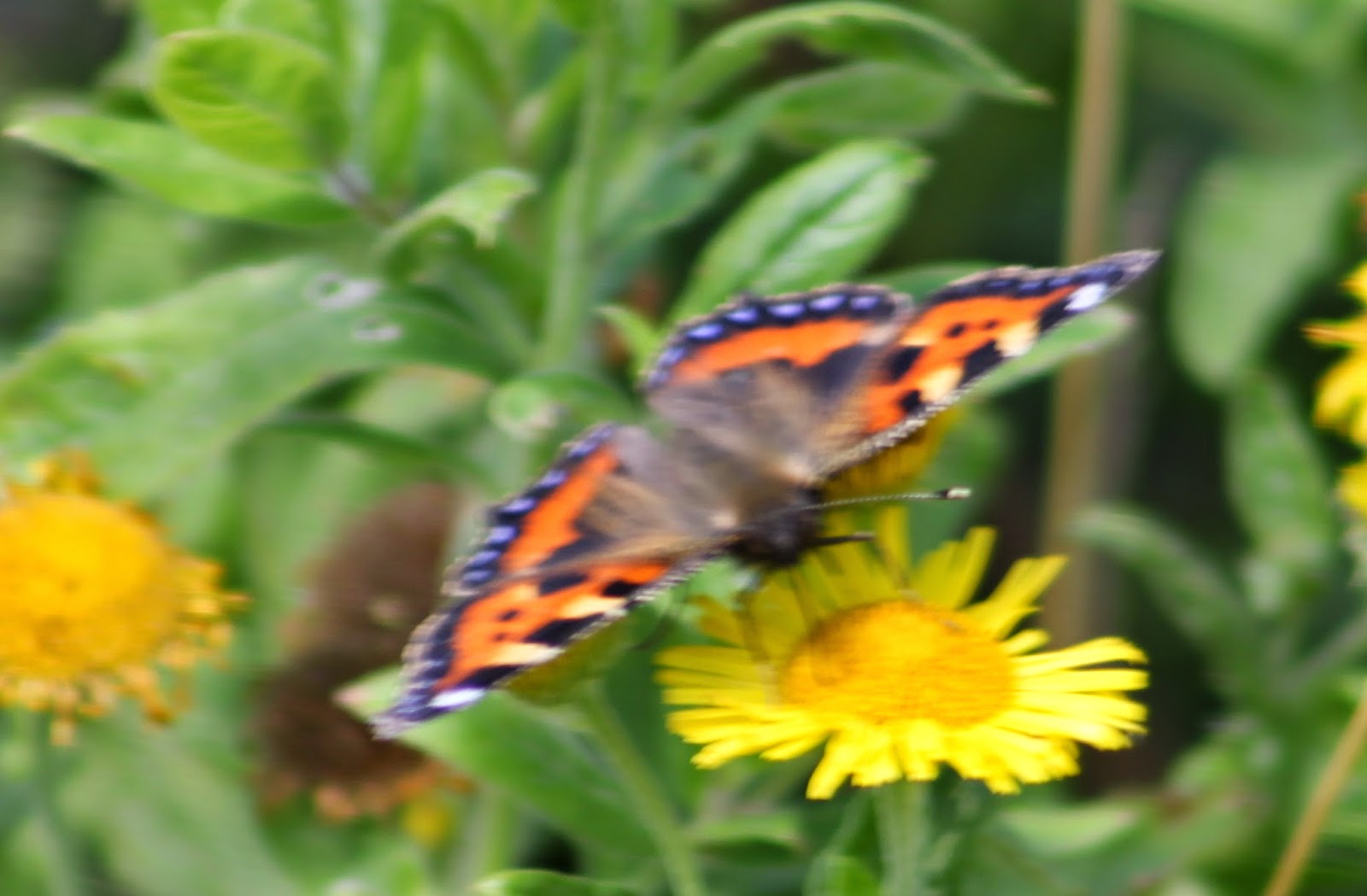 North Cornwall Naturalist: Butterfly Walk