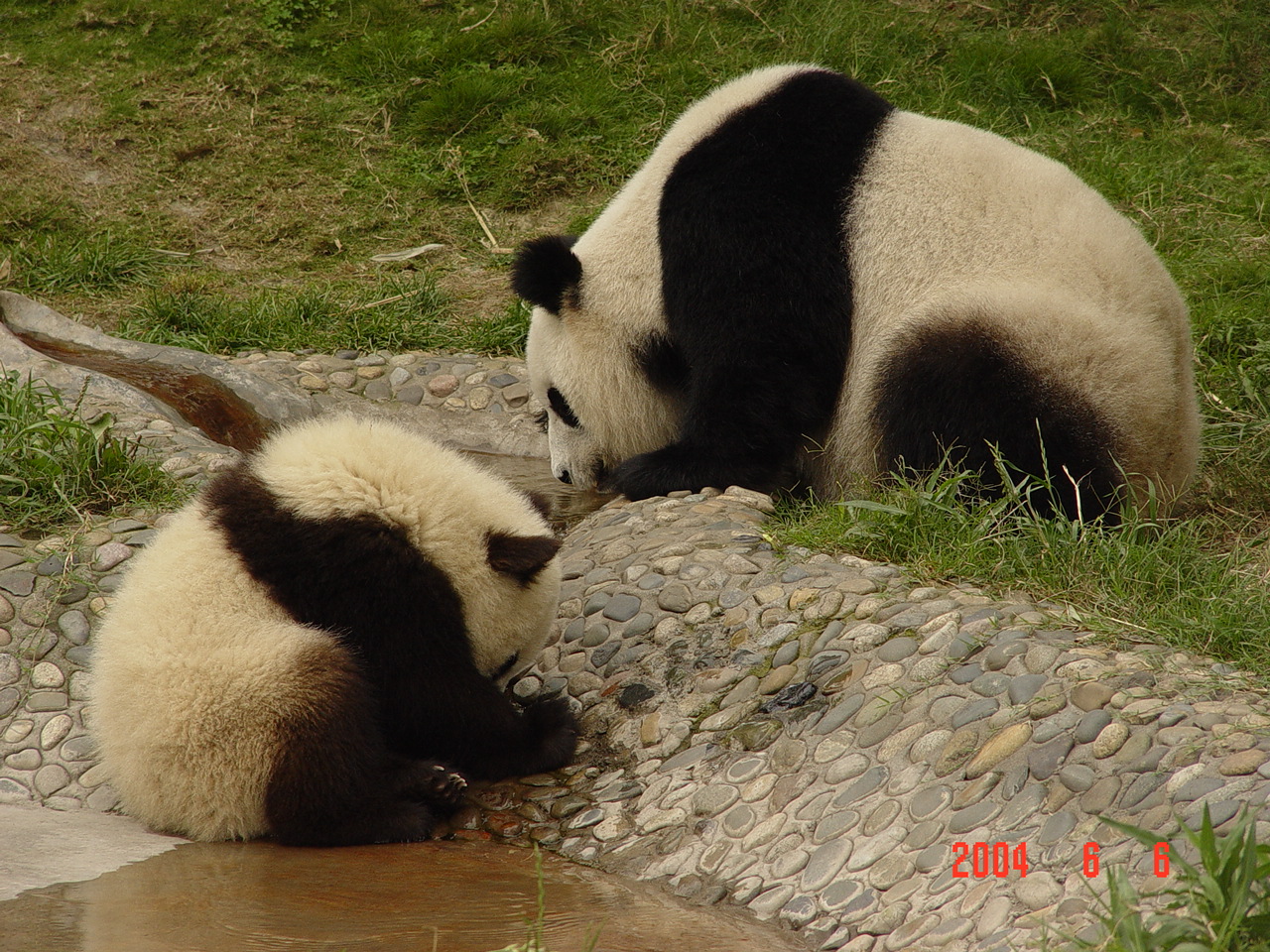 Giant Panda with the Bamboo: Beautiful Amazing Panda Animal Safari ...
