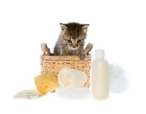 Geli Geli Kucing (Taiping/Kamunting): Pakej Spa Kucing