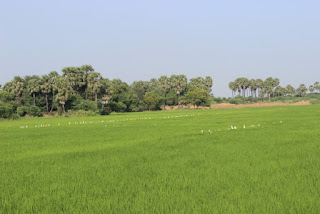 Birding at Puliyankudi! | My Travelogue - Indian Travel Blogger ...