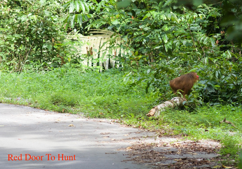 RED Door To Hunt: Laporan Pemerhatian & Kajian Beruk Kentoi~Macaca ...