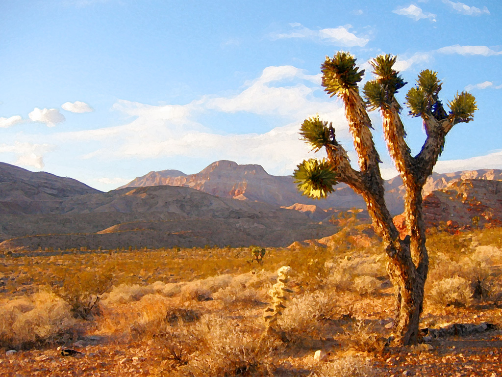Tough Love Travel: Your private swath of sand in the Mojave Desert!