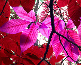 Hojas de árbol de color rosa
