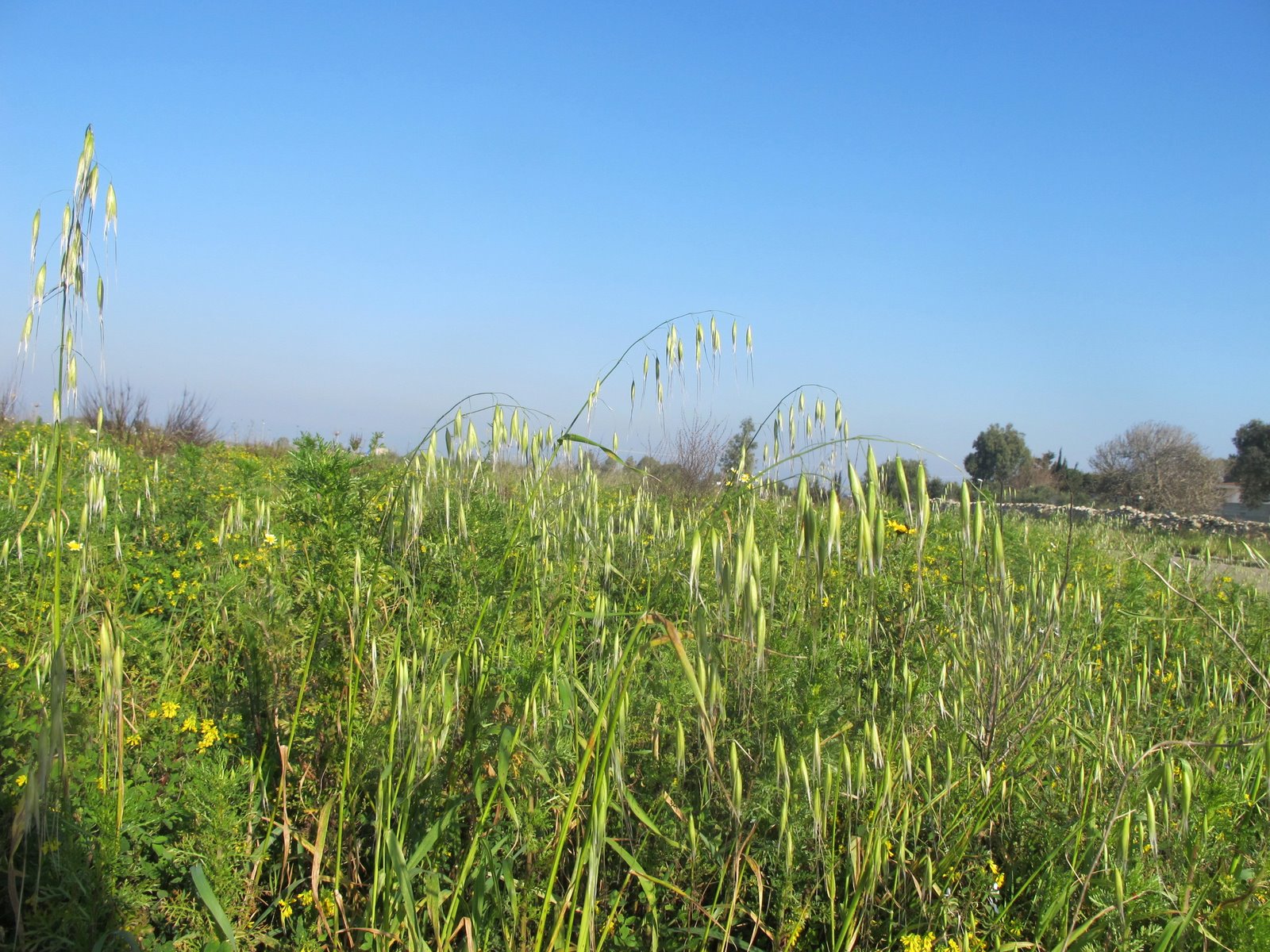FLORA NEL SALENTO e.. anche altrove: Avena sterilis L. - Poaceae ...