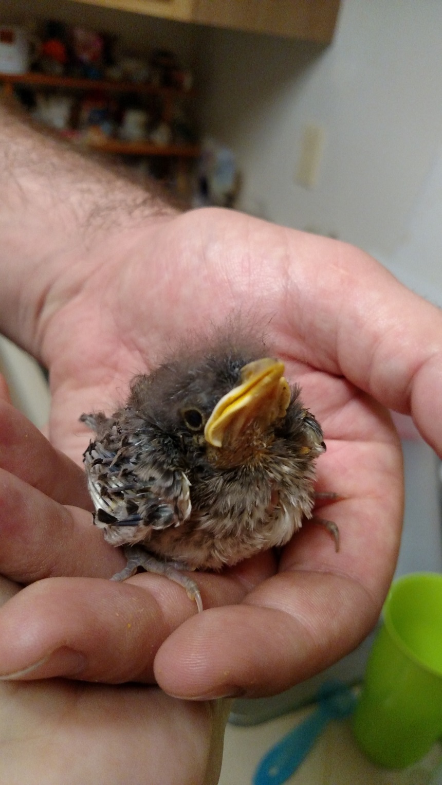 Trident Times: Baby Bird Rescue