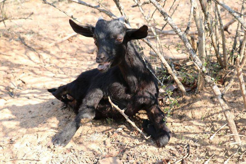 Goat With Only Two Front Legs Becomes Online Sensation. See Photos ...