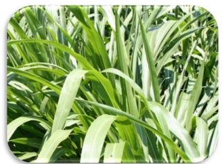 Rumput Meksiko (Euchlaena mexicana)