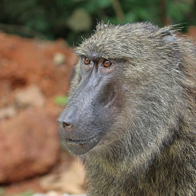 Synapsida: The Grunting of Baboons