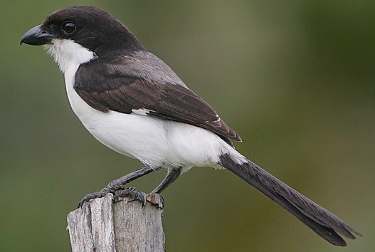 Kumpulan Gambar Cendet Blangkon dan Gondrong
