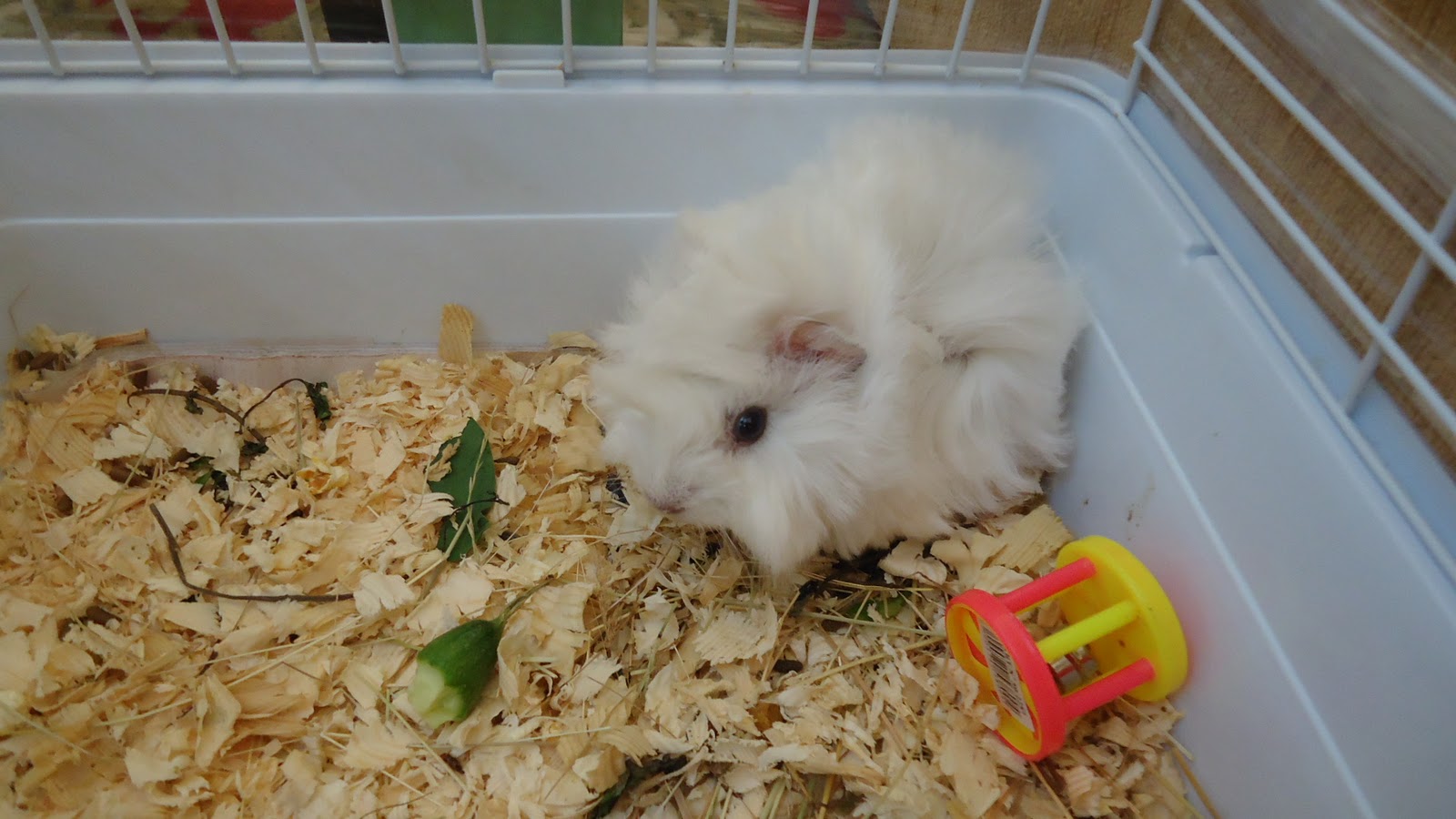 MEHMET YAKARTEPE: 11 apollon yavru,anne,mini,minik,ufak,1 2 genç bebe ...