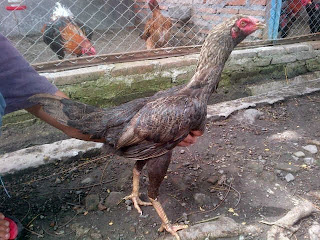 (Terjual) Jual Indukan ayam Birma brewok ~ Saparifarm Surabaya ...