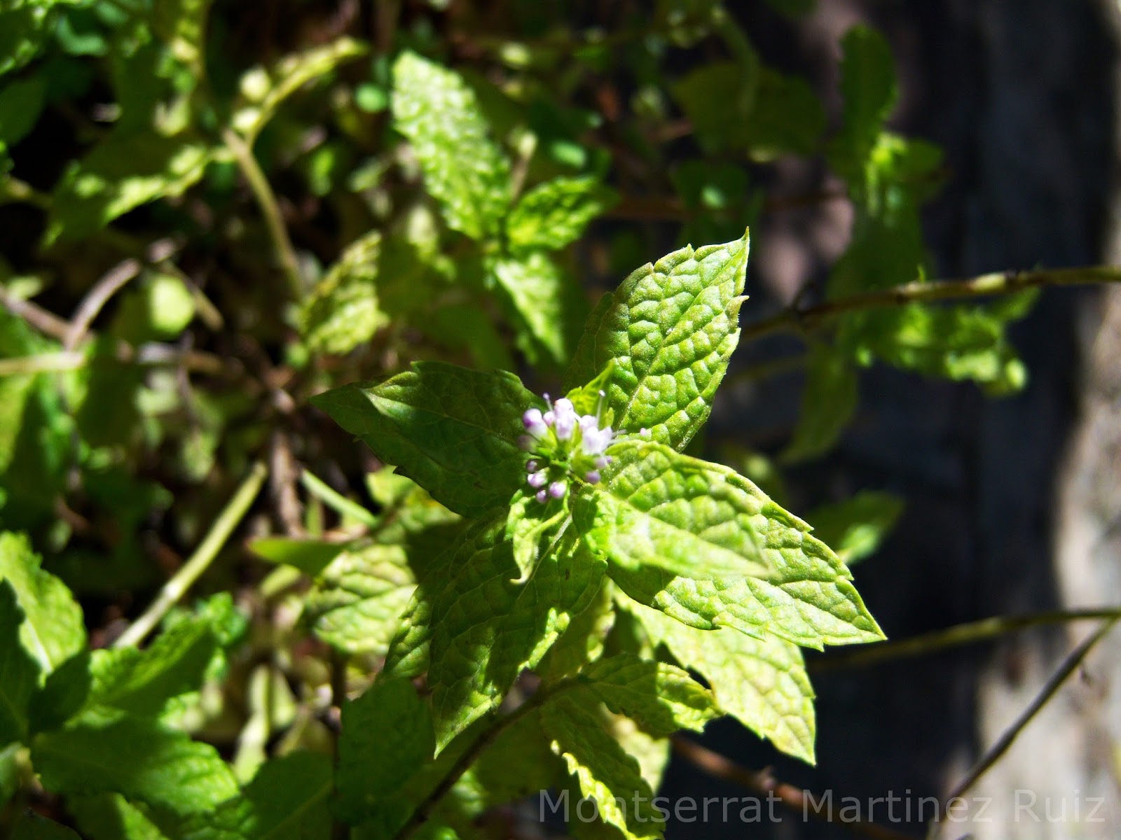 HIERBABUENA - BOTÀNIC SERRAT