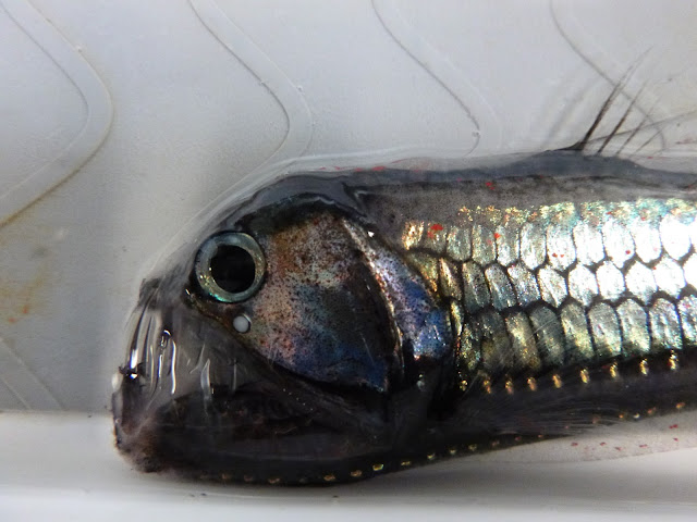 Ictioplancton en Chile: Peces de profundidad del Pacífico suroriental ...