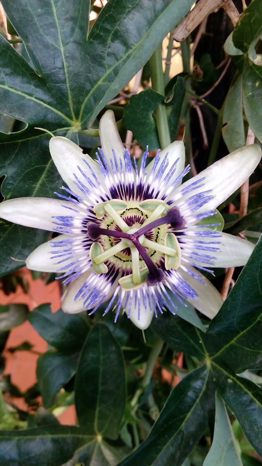 Conceptos de Botánica y Especies Vegetales: EL REINO PLANTAE Y SUS ...