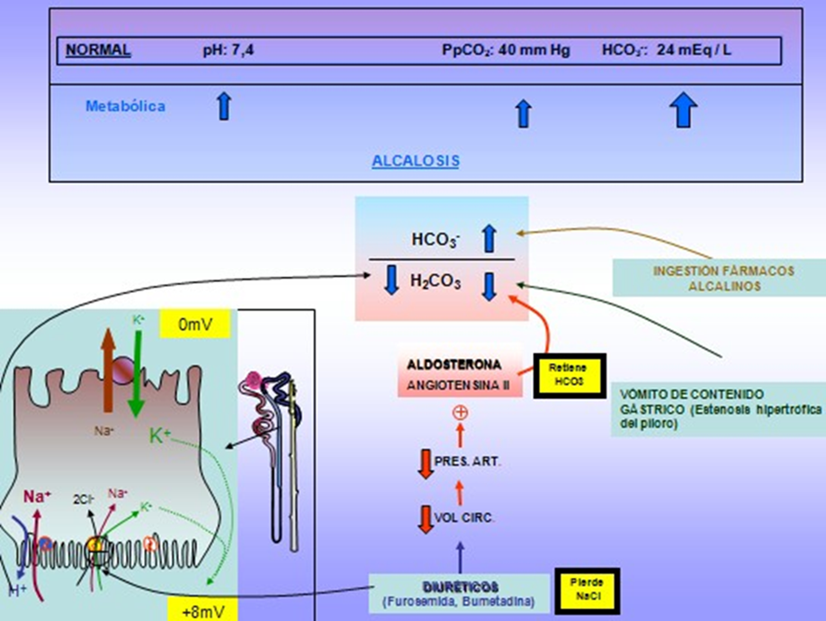 QUIMICA CLINICA III