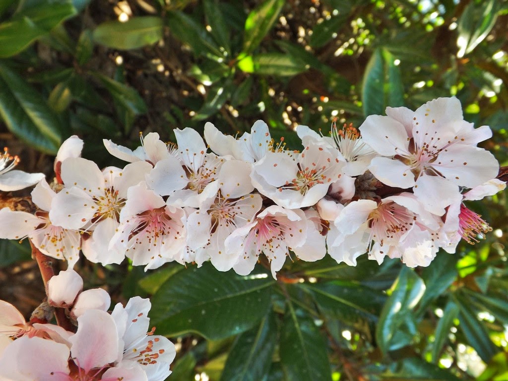MARIETTE'S BACK TO BASICS: {Our Bonfire Prunus Persica - Patio Peach}