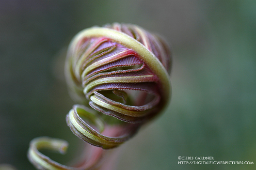 Digital Flower Pictures.com