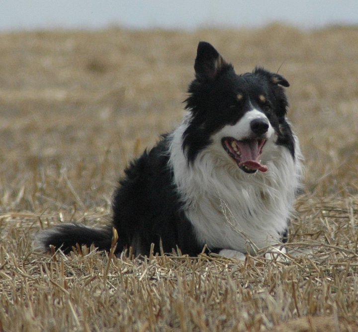 THIS is what happy Border Collies look like... Calvin Jones Clinic pics ...