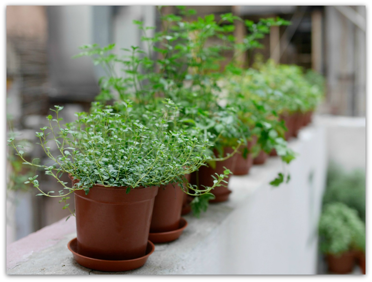 gustia: Little Kitchen by David Forestell