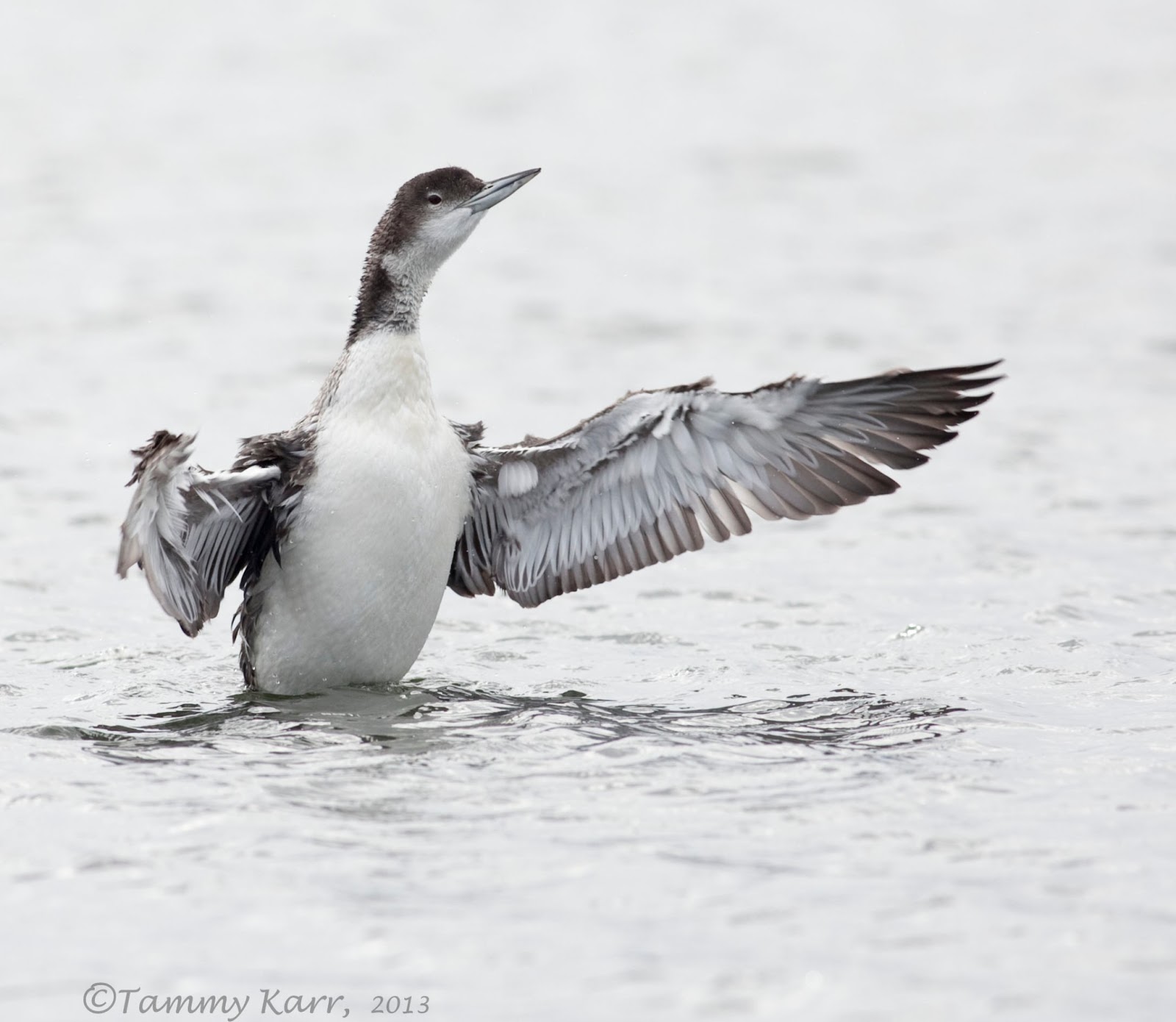 i heart florida birds: You Got Mud on Your Face...