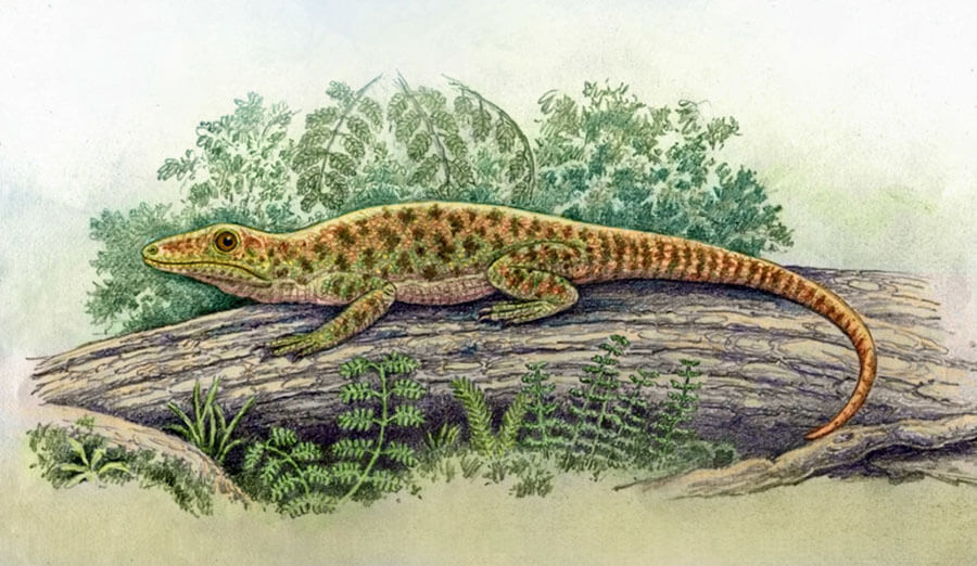 Mundo Pré-Histórico: Sinápsidos (Synapsida)