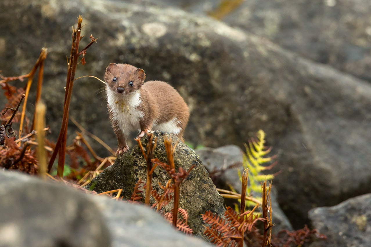 Darley Dale Wildlife: Weasel - Carsington Water