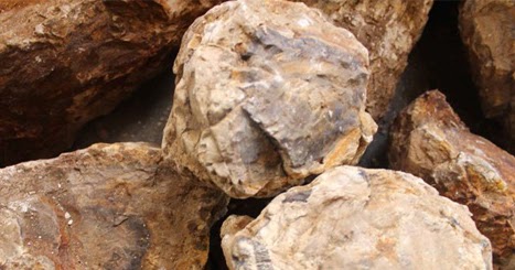 aquascapejuara: Batu Fosil, Kayu dan Binatang Yang Membatu