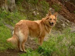GARAFIA SHEPHERD DOG