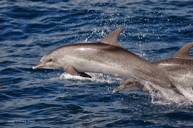 Mundo Oceanico: Delfin moteado