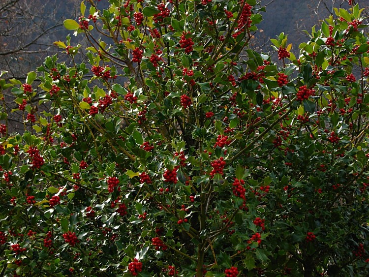 Bonnes à croquer - Ces surprenantes "Mauvaises herbes": Le HOUX.