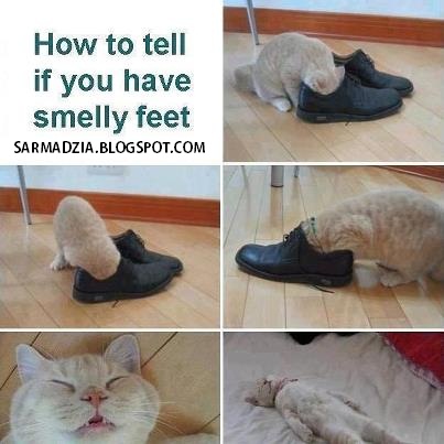 How To Feel If YOu Have Smelly Feet ~ Funny Pictures | Comics | Troll ...