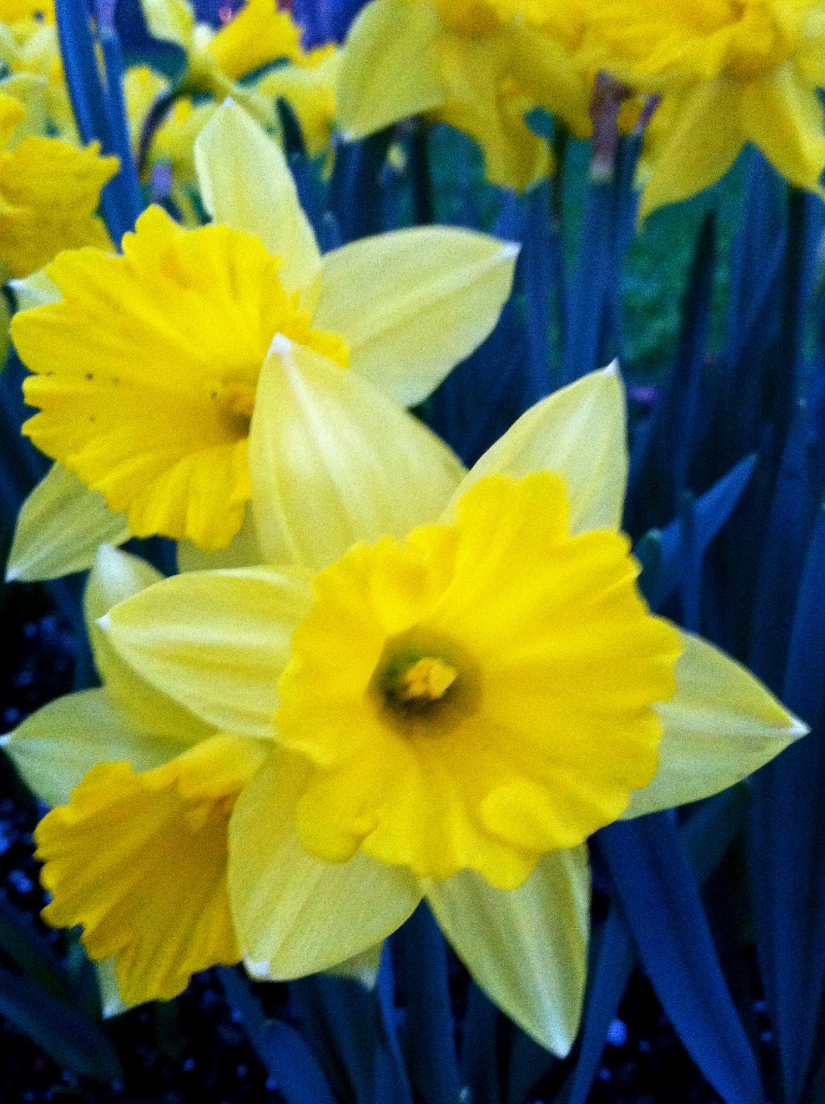 Billie's Blog: All Things Yellow...