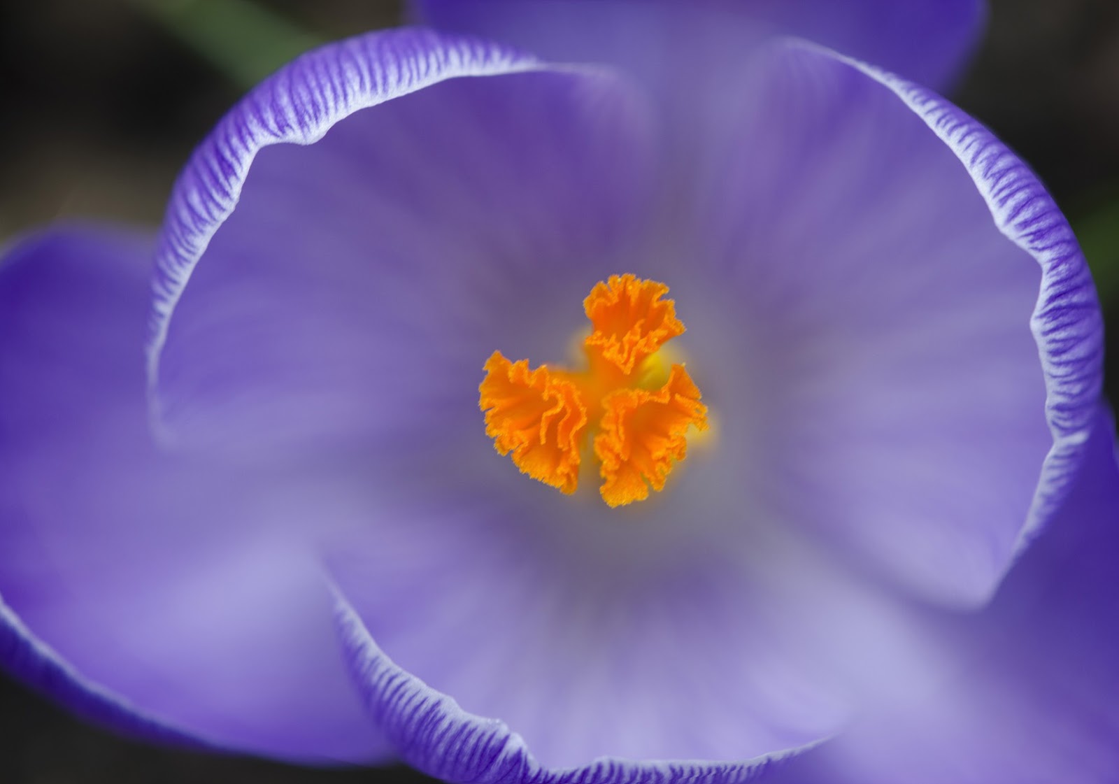 Culinary Physics: How to Use Saffron? - 15 Useful Hints and Tips