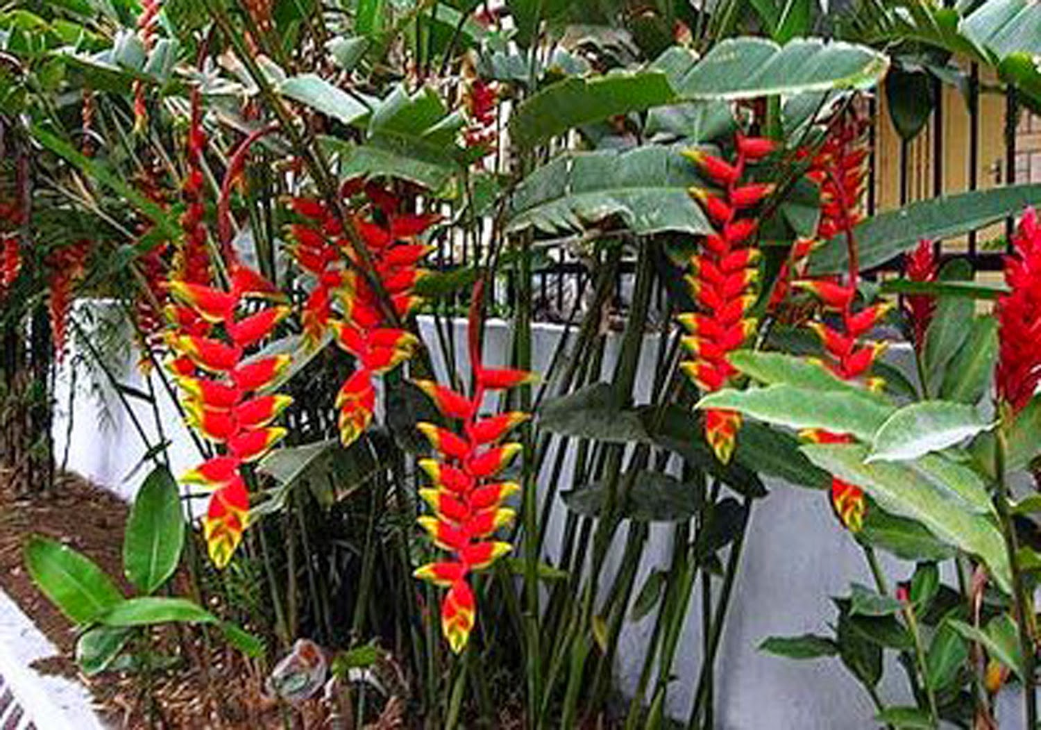 Tukang Taman,Pohon Heliconia,harga Pohon heliconia | TUKANG TAMAN MURAH