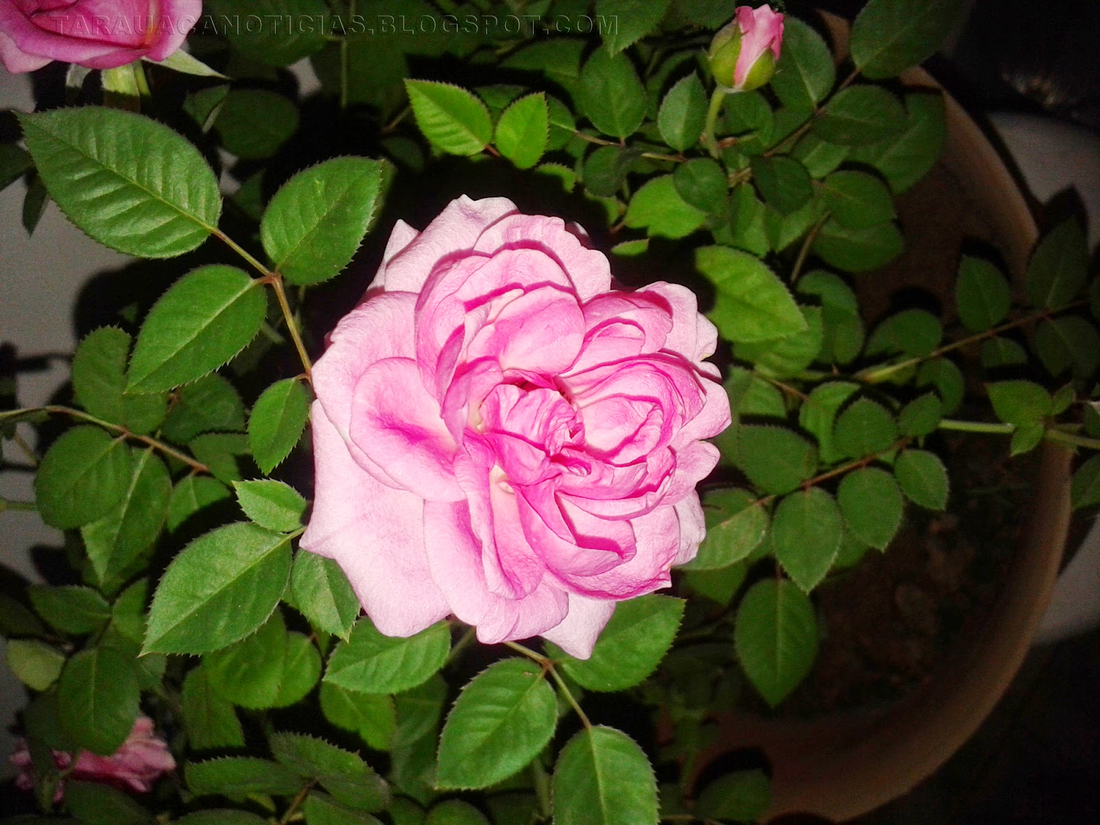 TARAUACÁ NOTÍCIAS: "AS FLORES REFLETEM BEM O VERDADEIRO. QUEM TENTA ...