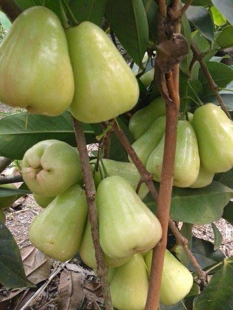 Bibit Kurma KL 1 Thailand, BIBIT KURMA KULTUR JARINGAN: Tips Sukses ...