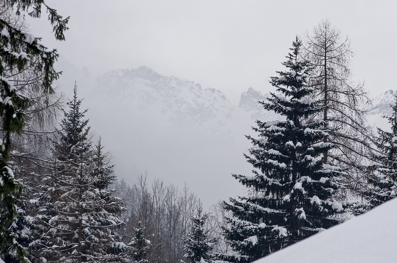4 passi in Val di Sole: Nel silenzio del bosco innevato